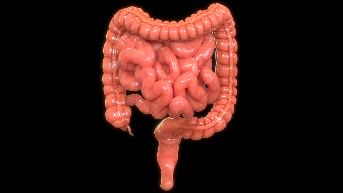 Íleo | Drauzio Varella - Drauzio Varella