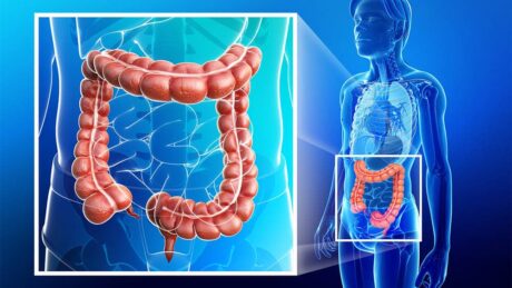 Intestino grosso - Portal Drauzio Varella